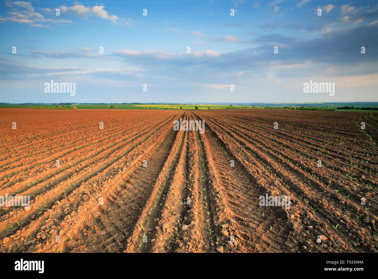 Ploughed and harrowed maize field with first shoots in spring hi-res ...