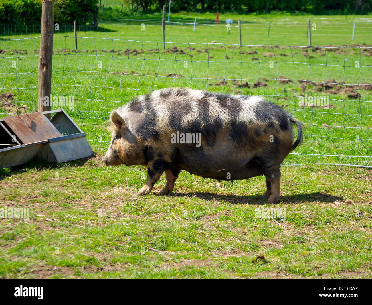 Large Gloucester Old Spot sow out in a field approaching her feed ...