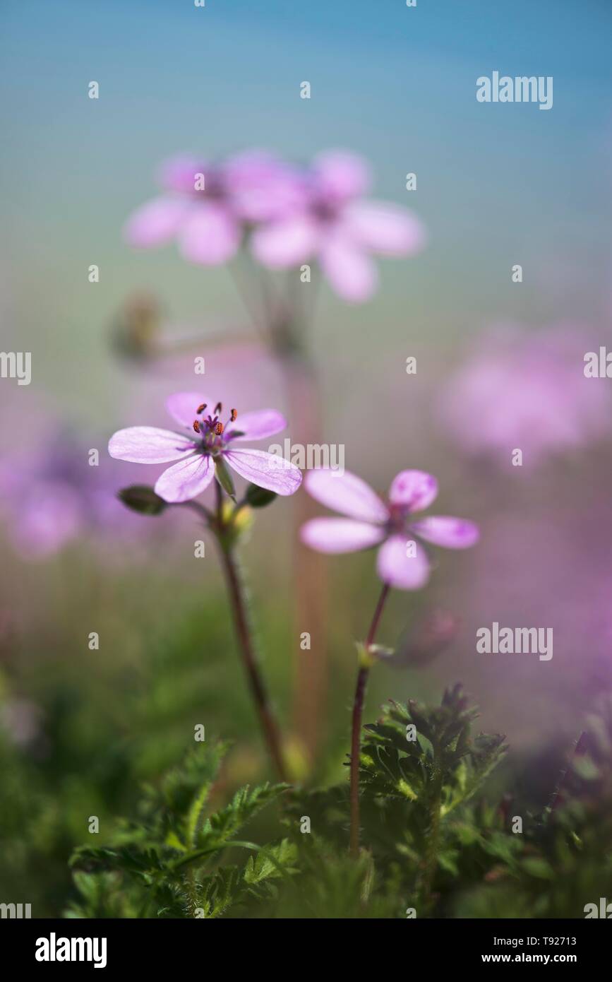 Filaree hi-res stock photography and images - Alamy