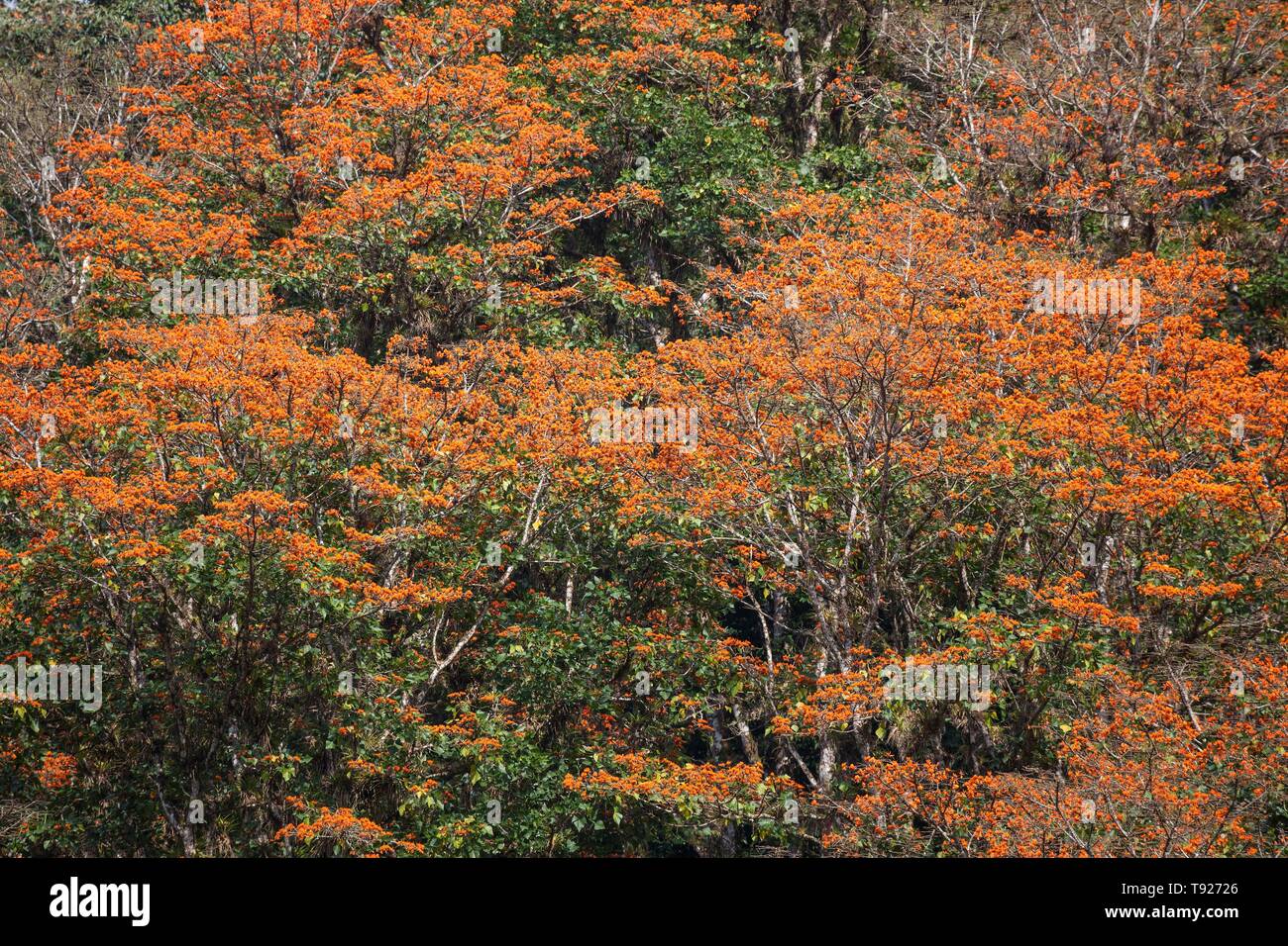 Orange flowering coral trees (Erythrina poeppigiana), Orosi Valley ...
