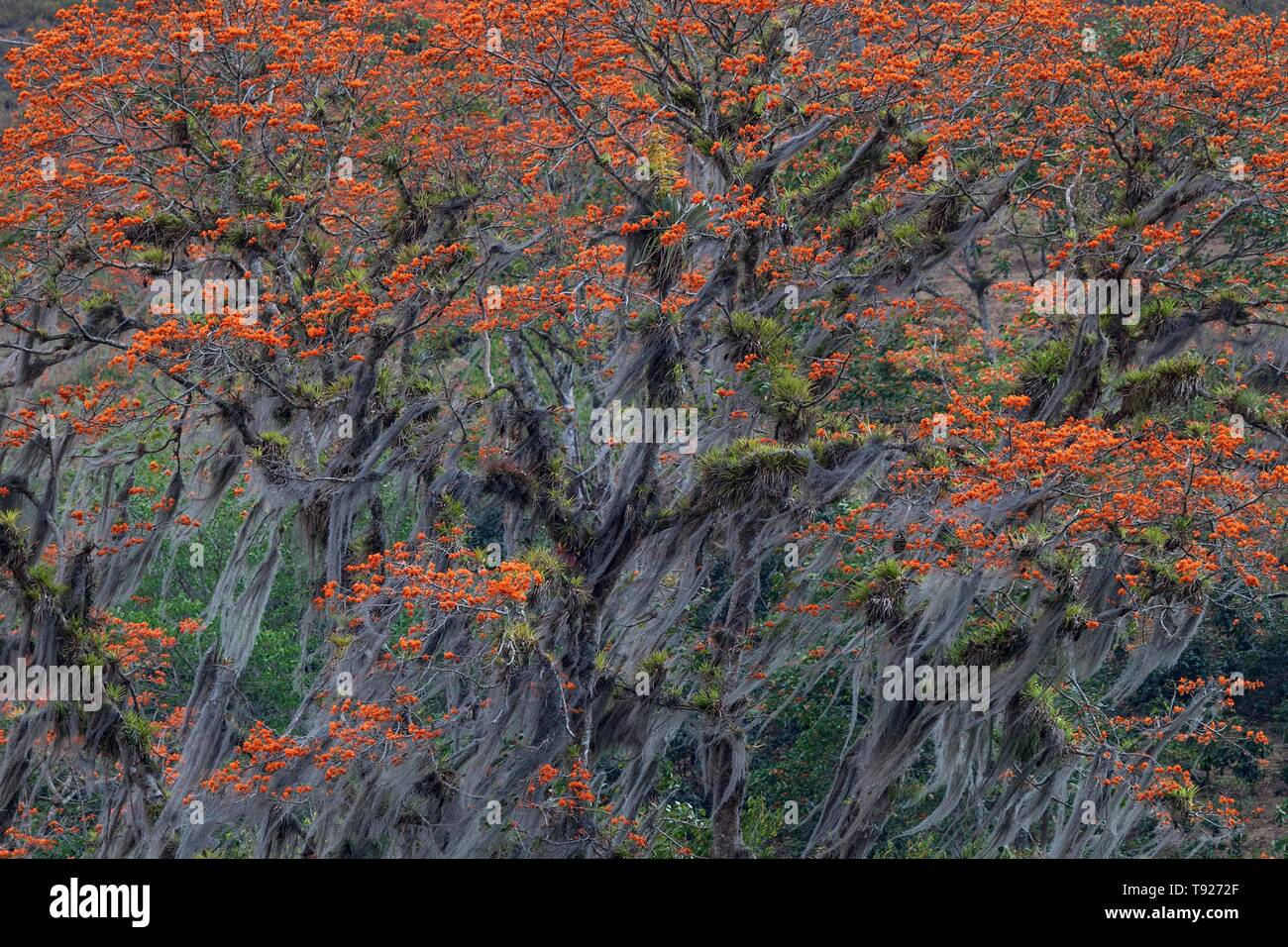 Orange flowering coral tree (Erythrina poeppigiana) overgrown with Old ...