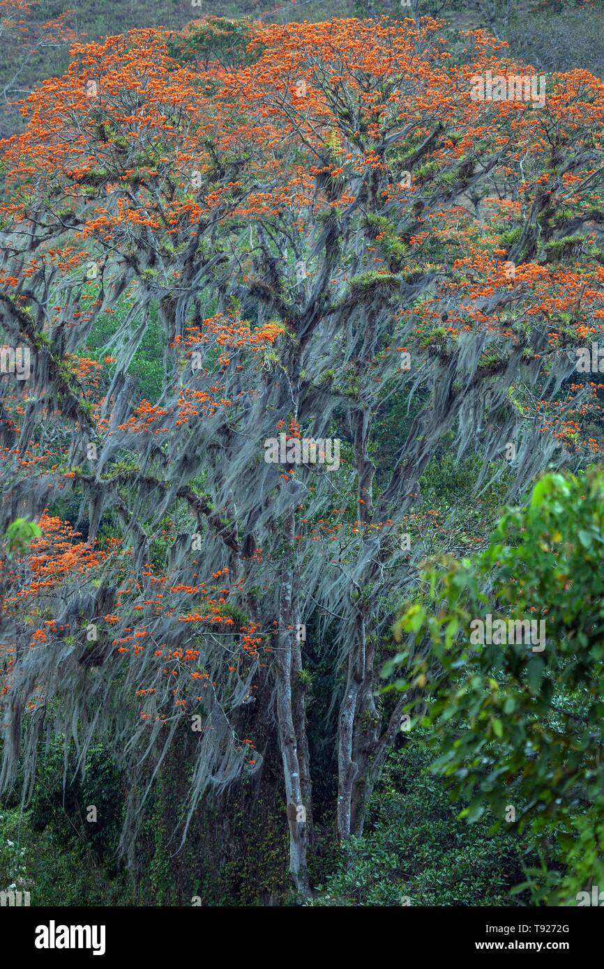 Orange flowering coral tree (Erythrina poeppigiana) overgrown with Old ...