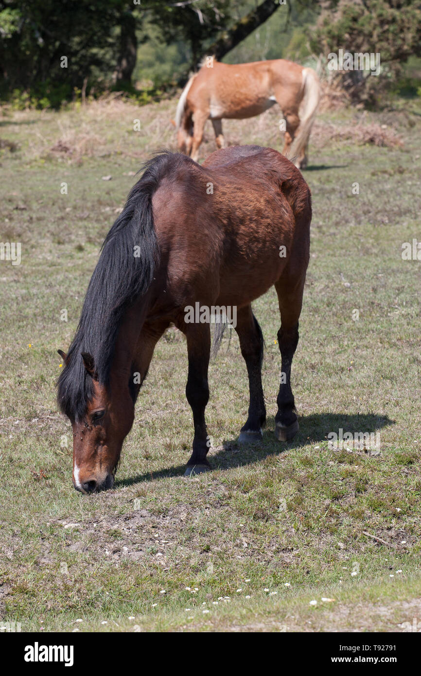 Ponies in the New Forest Stock Photo - Alamy