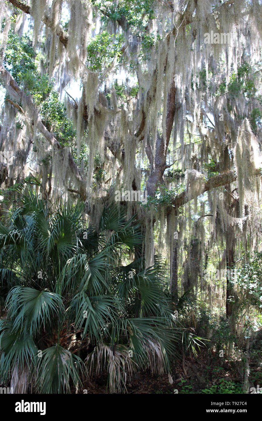Amelia island oak trees hi-res stock photography and images - Alamy