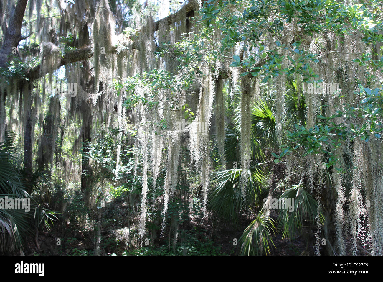 Live oak tree with spanish moss hi-res stock photography and images - Alamy