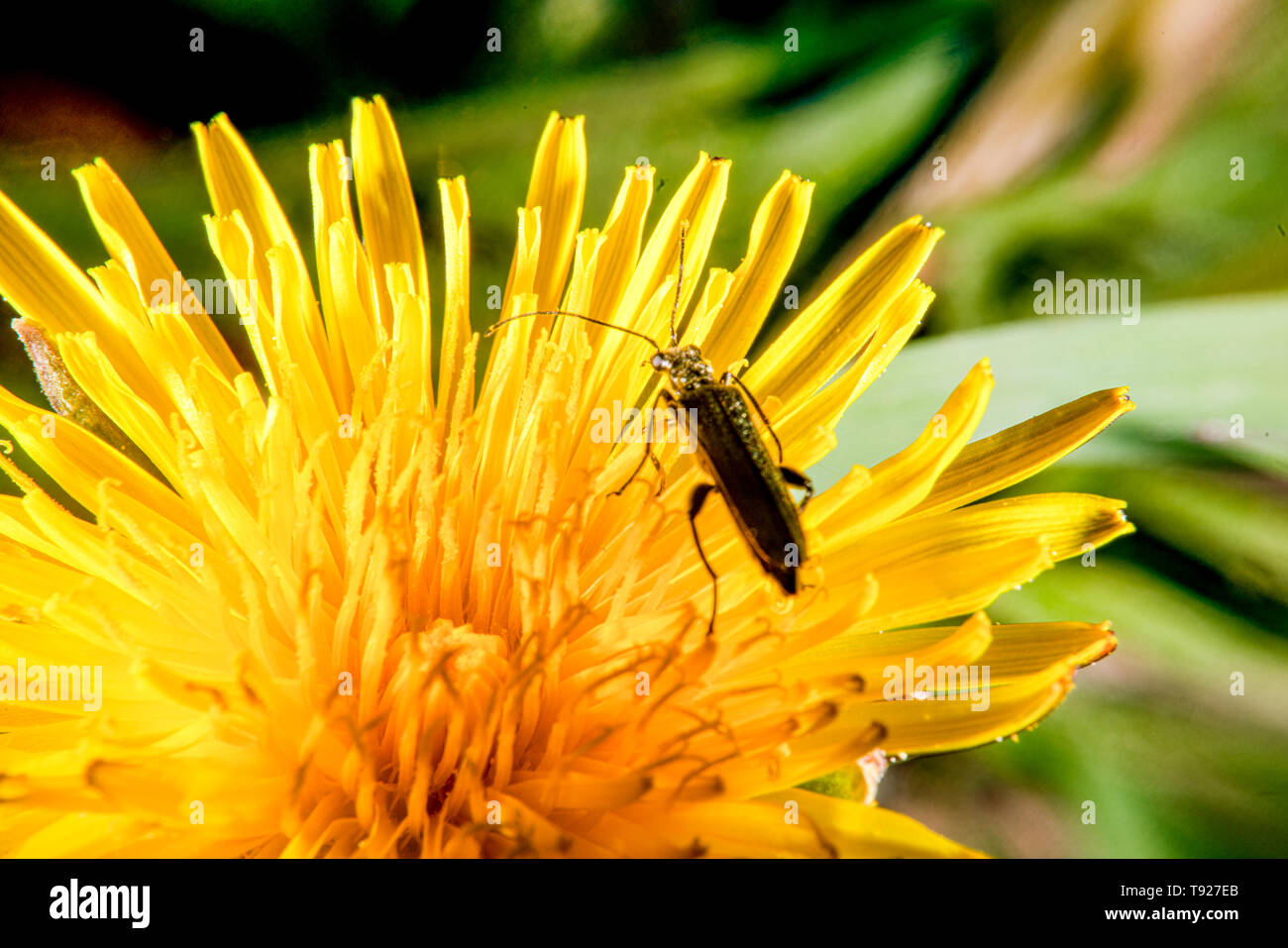 Pollen beetle feeding on dandelion flower hi-res stock photography and ...