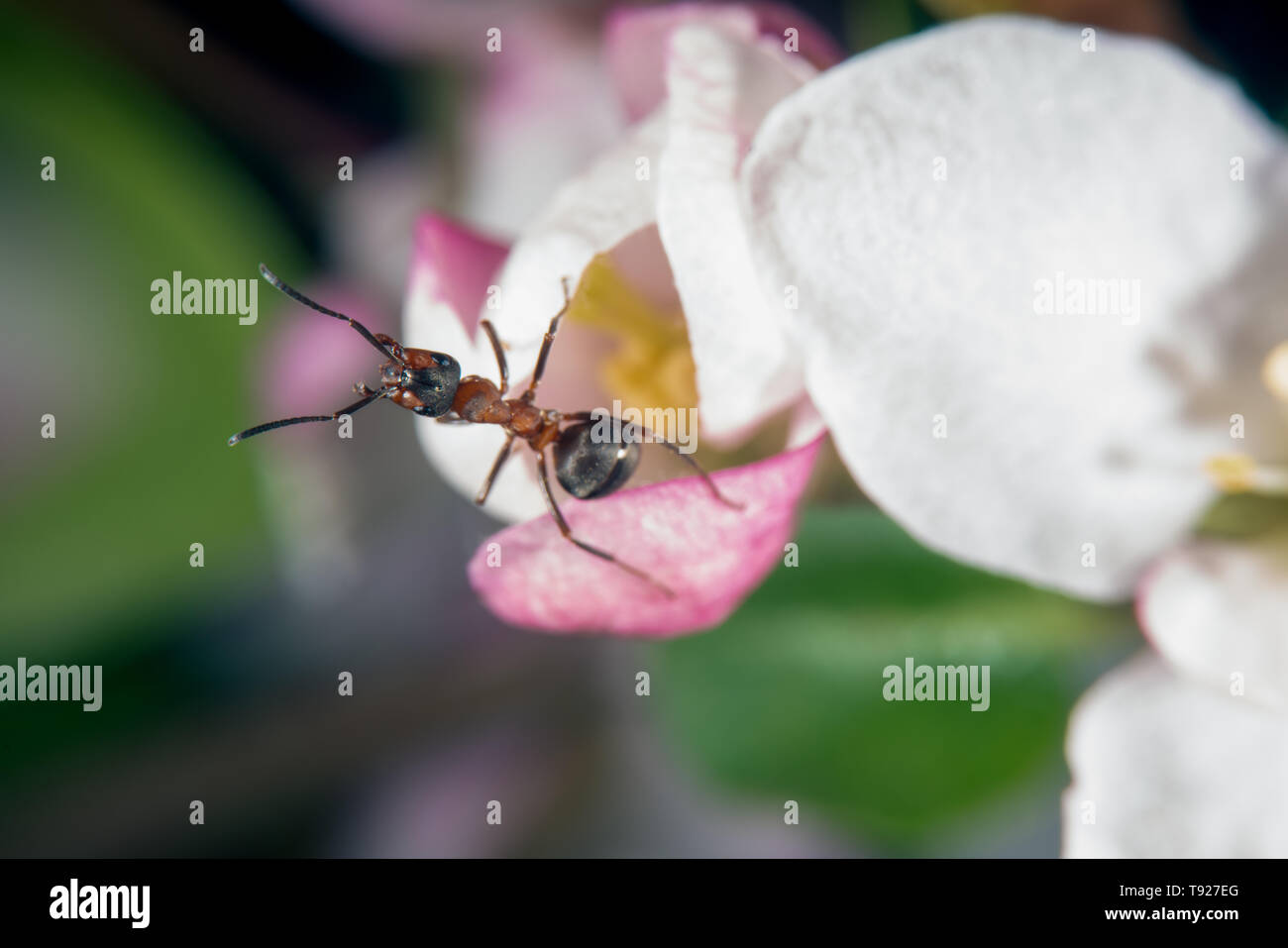 Wild Apple Tree High Resolution Stock Photography and Images - Alamy