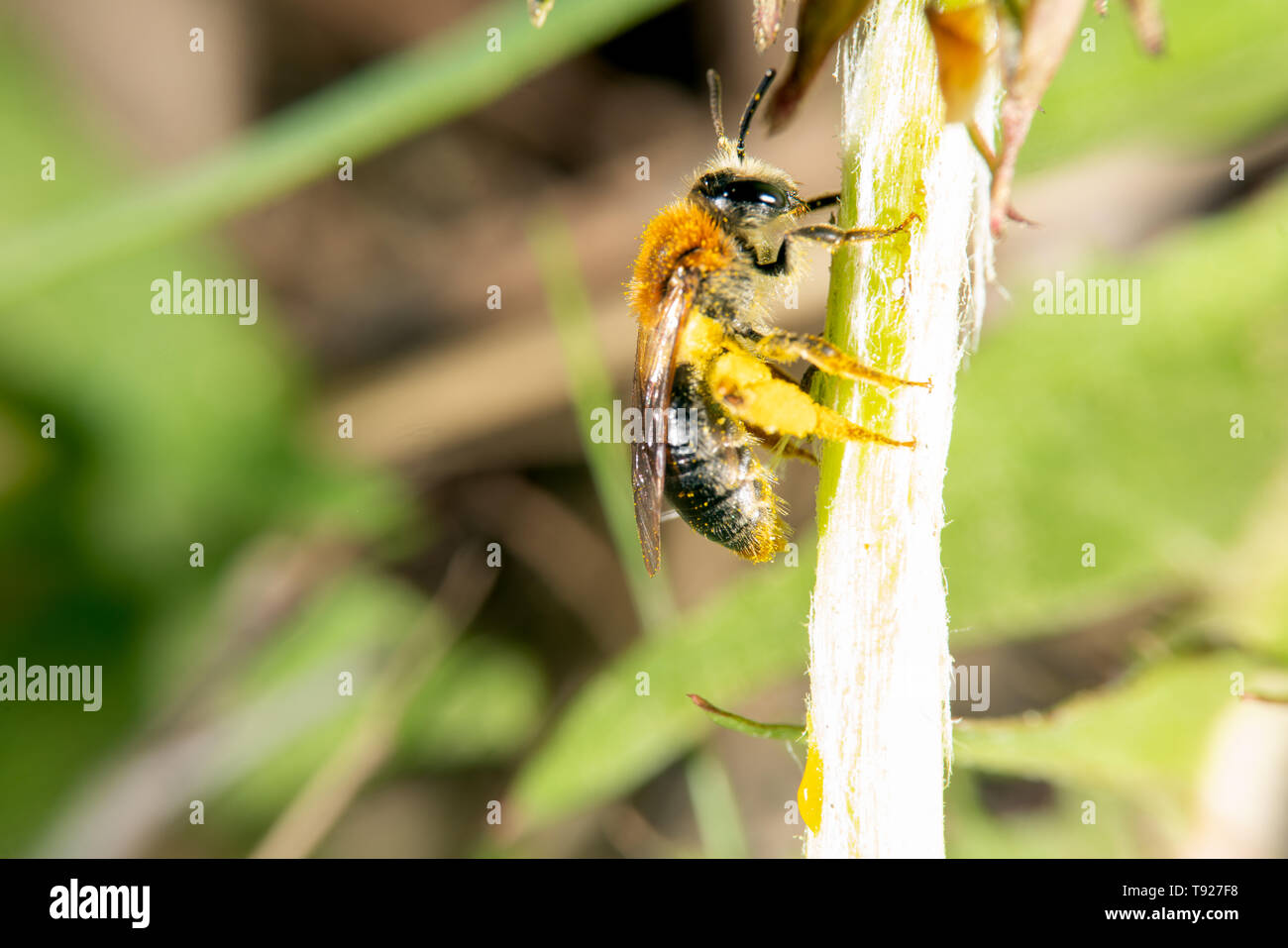 Bee on a flower stem in spring Stock Photo - Alamy