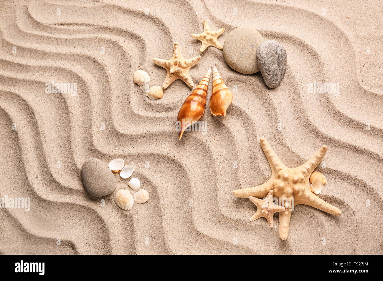 Different sea shells with starfishes and stones on sand Stock Photo - Alamy