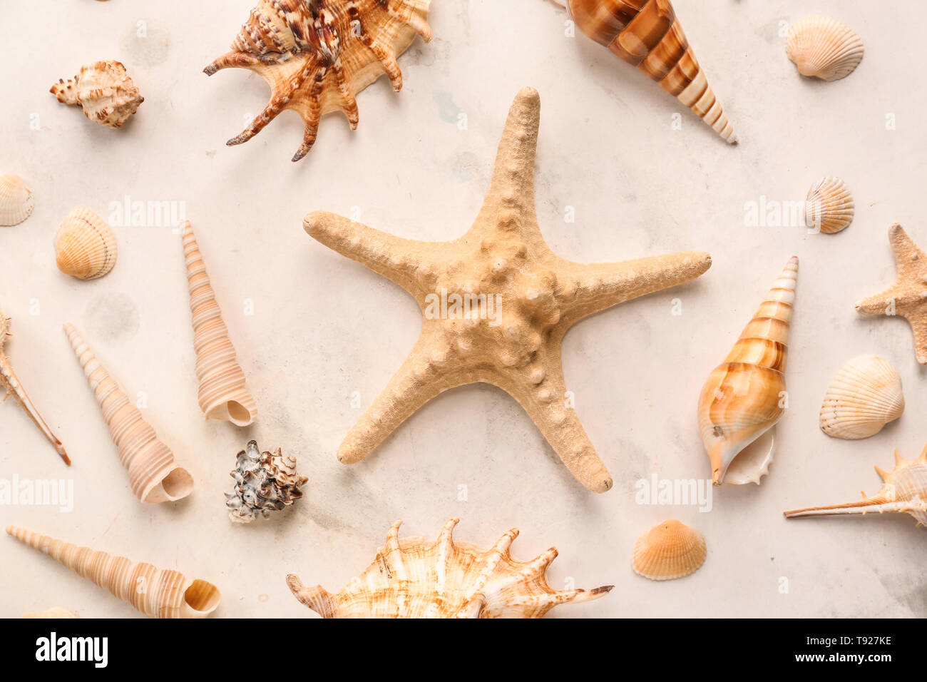 Different sea shells with starfishes on light background Stock Photo ...