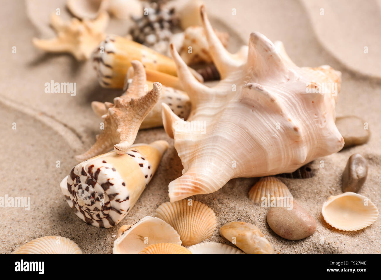 Different sea shells on sand Stock Photo - Alamy