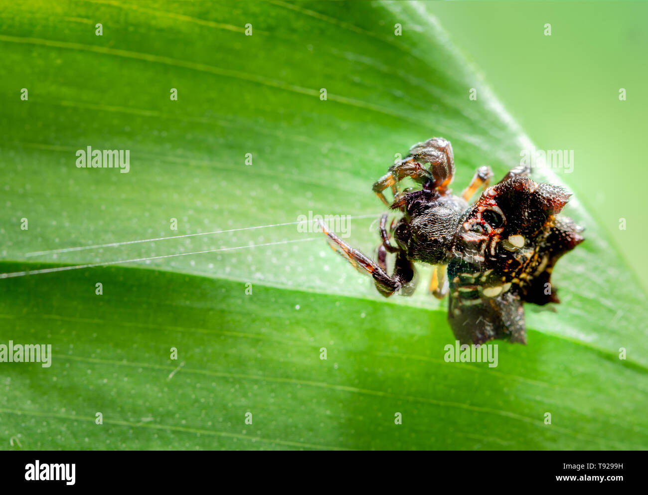 Macro Spider on a green background foliage Stock Photo - Alamy