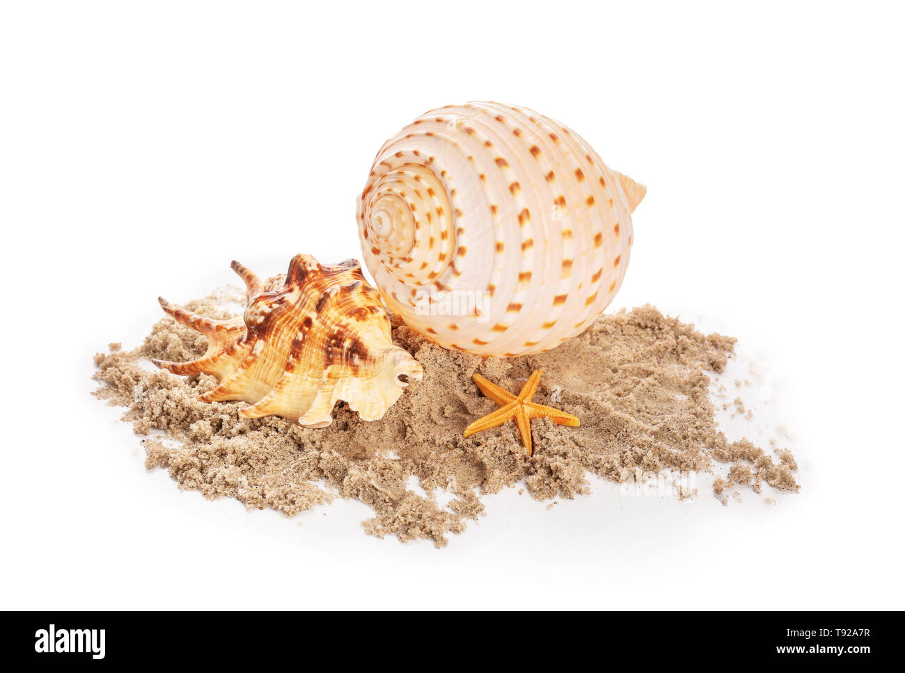Seashells and sand on white background Stock Photo - Alamy
