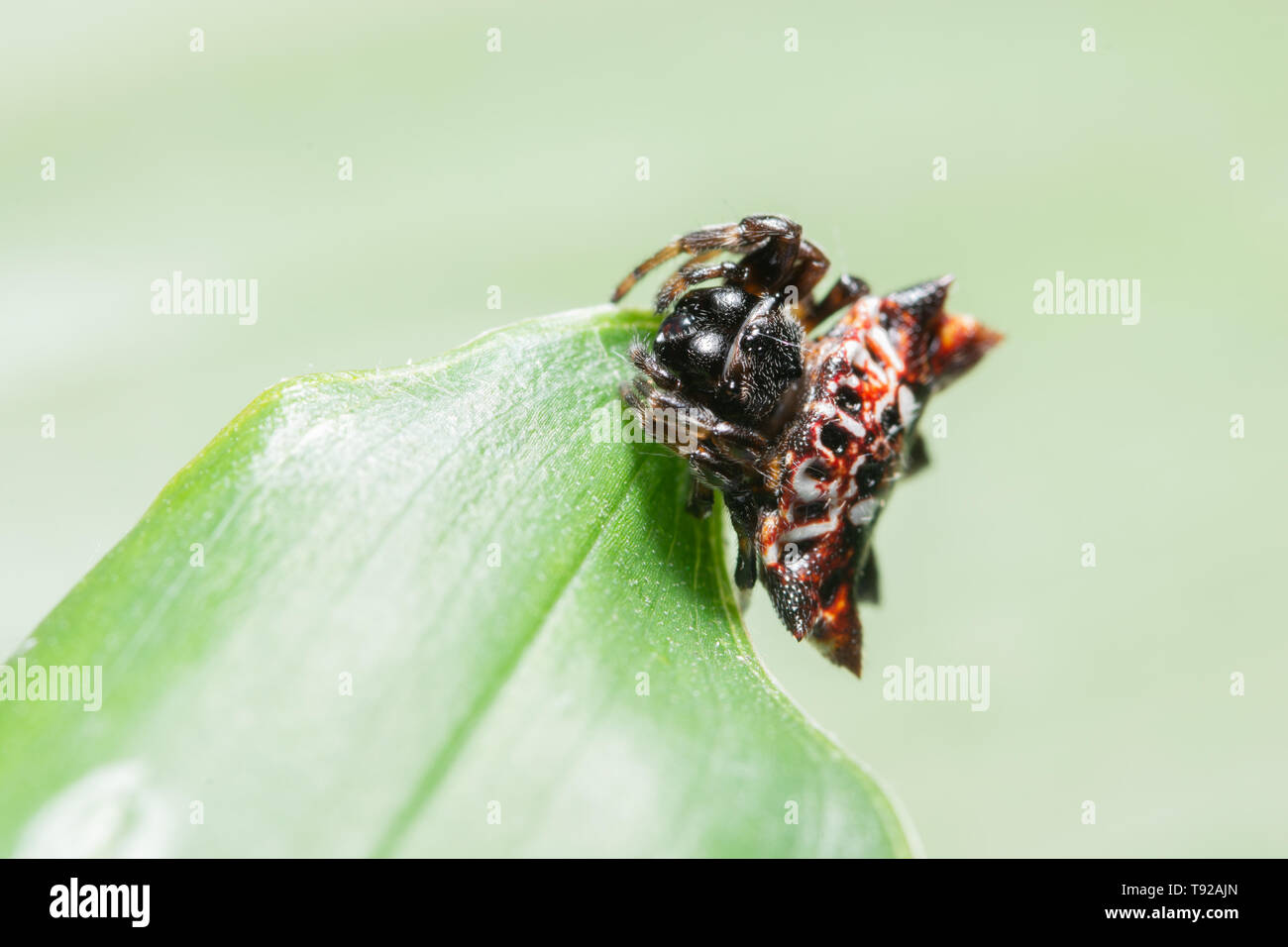 Macro spider on the leaf Stock Photo - Alamy