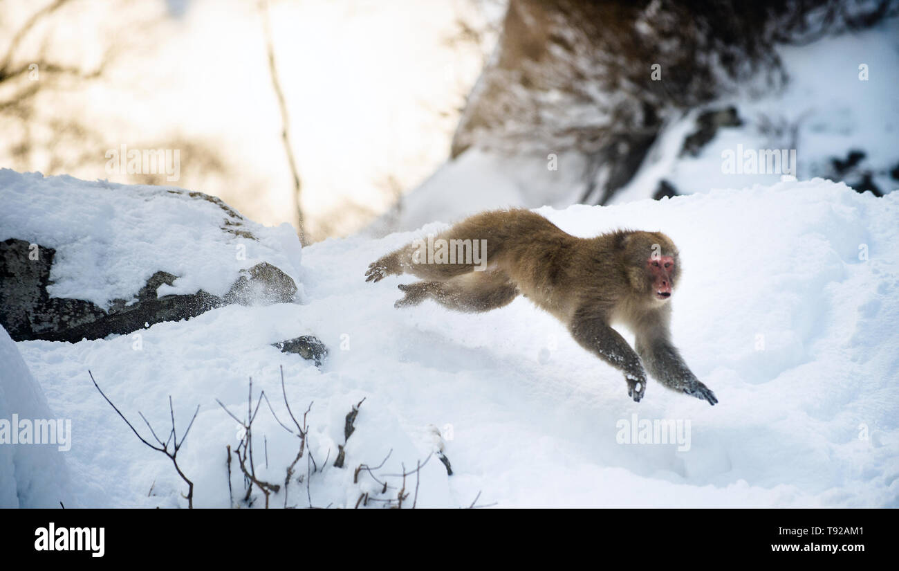 Japanese macaque in jump. Scientific name: Macaca fuscata, also known ...