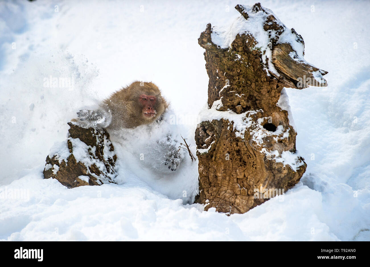 Japanese macaque running on the snow. Scientific name: Macaca fuscata ...