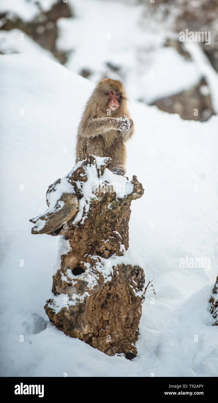 Japanese Macaque sitting on a snag. Scientific name: Macaca fuscata ...