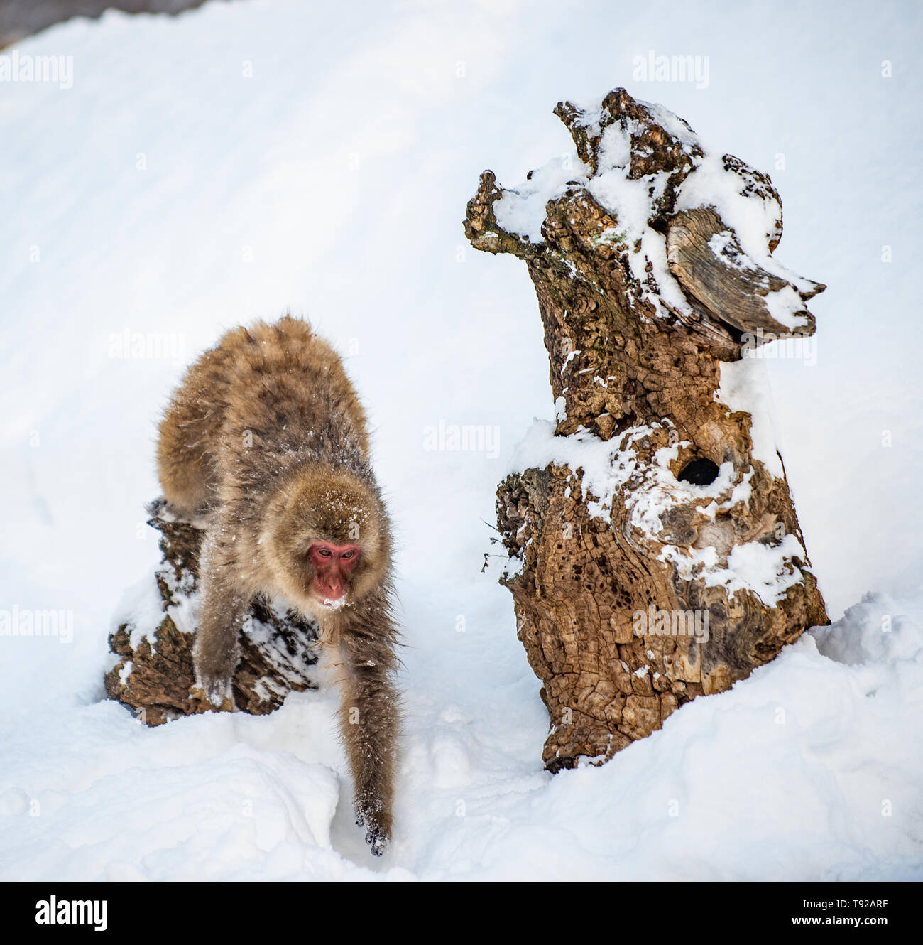 Japanese macaque running on the snow. Scientific name: Macaca fuscata ...