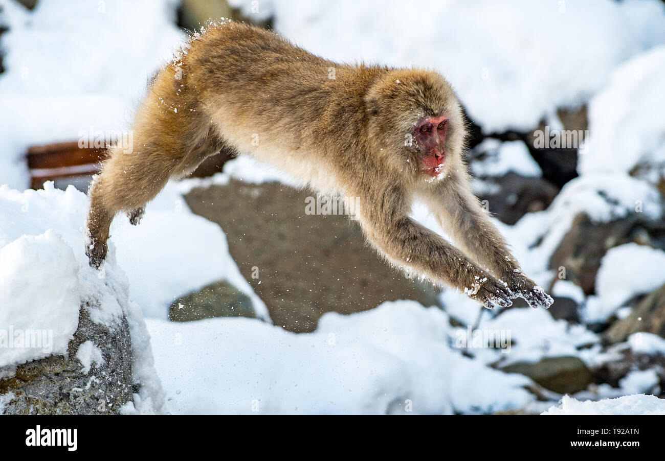 Japanese macaque in jump. Scientific name: Macaca fuscata, also known ...