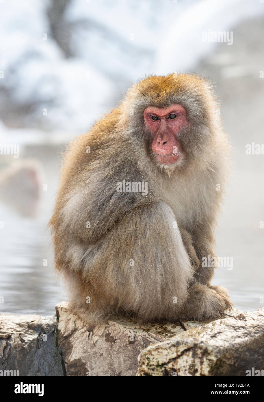 Japanese macaque on the stone, near natural hot springs. Scientific ...