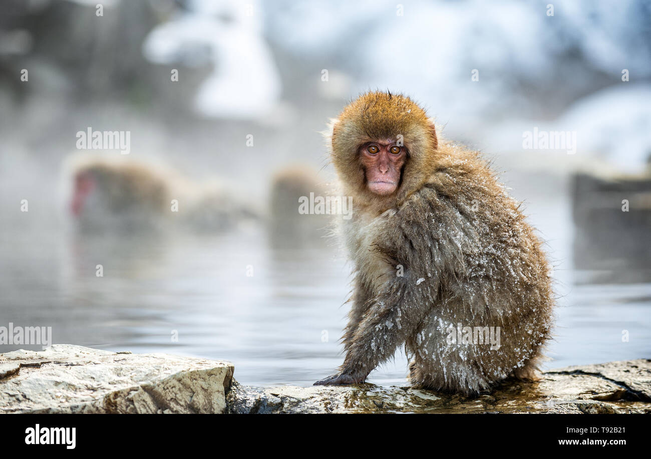 Japanese macaque on the stone, near natural hot springs. Scientific ...