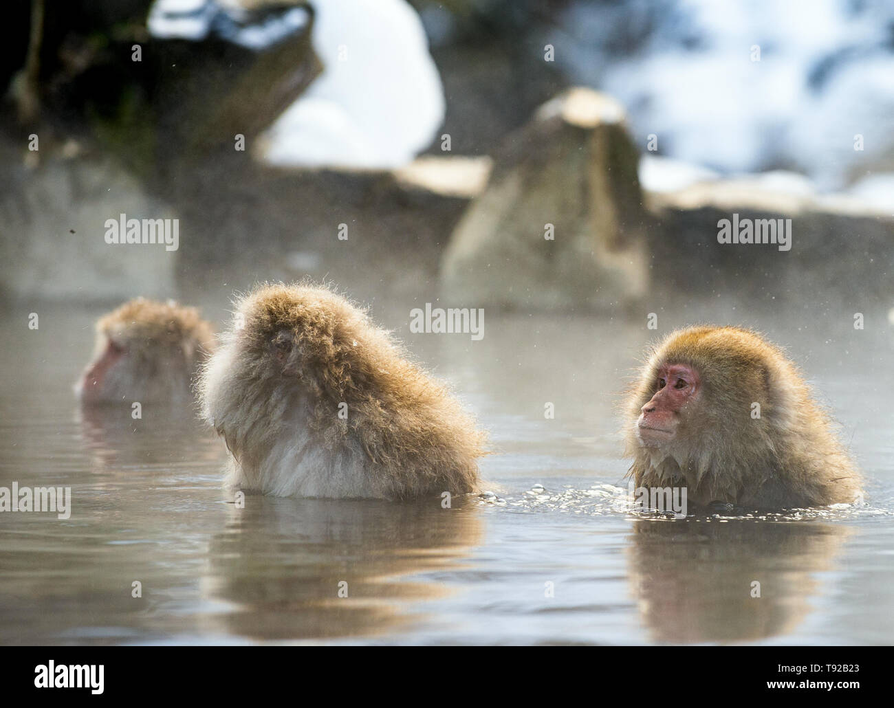 Japanese macaque in the water of natural hot springs, steam above water ...