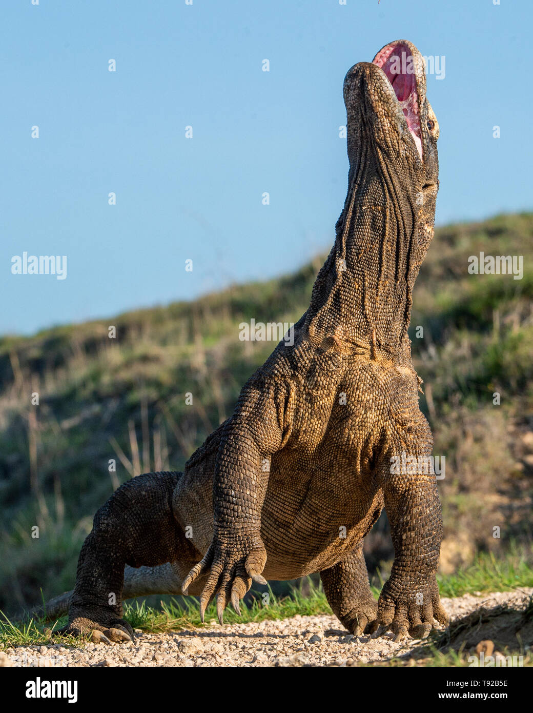 The Komodo dragon raised the head and opened a mouth. Scientific name ...