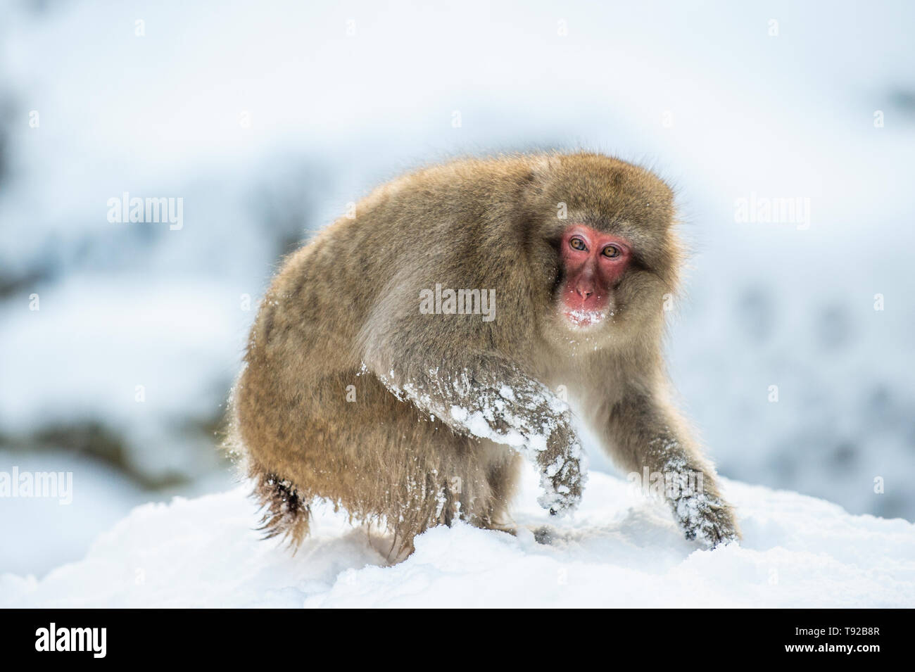 Japanese macaque sitting on a snow. Scientific name: Macaca fuscata ...