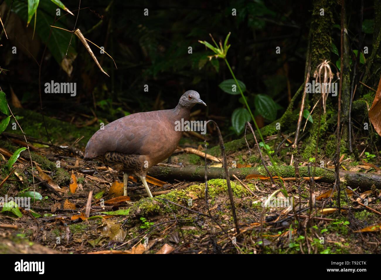 Crypturellus obsoletus hi-res stock photography and images - Alamy