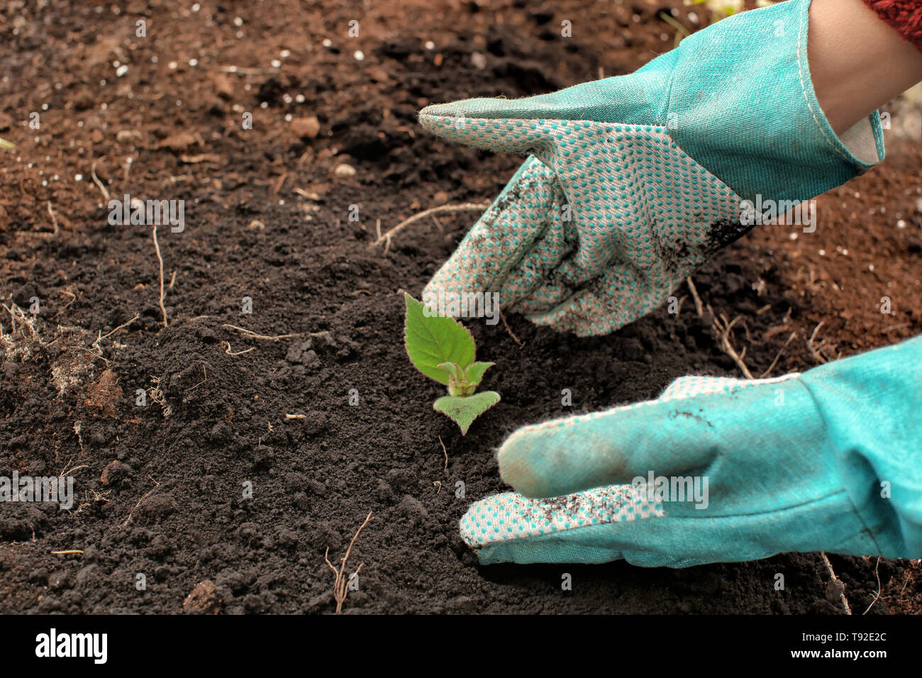 Woman planting green seedling hi-res stock photography and images - Alamy