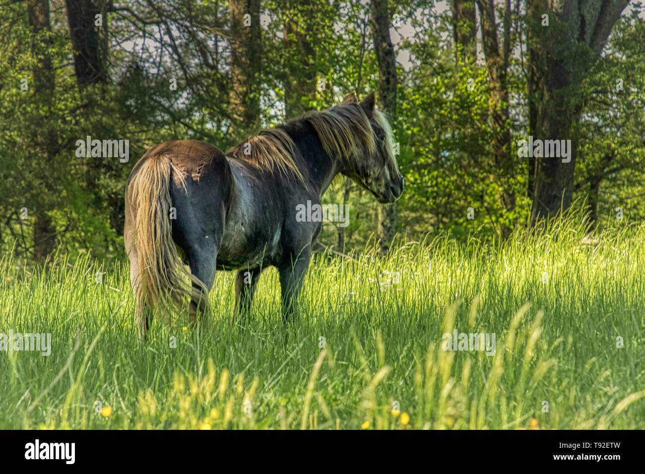Great Smoky Mountain National Park stable horses Stock Photo - Alamy