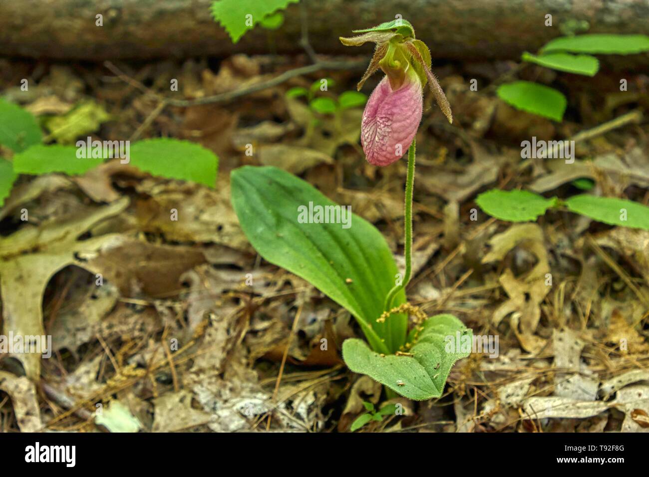 Blue Ridge Mountains of North Carolina during the Flower blooms Stock ...