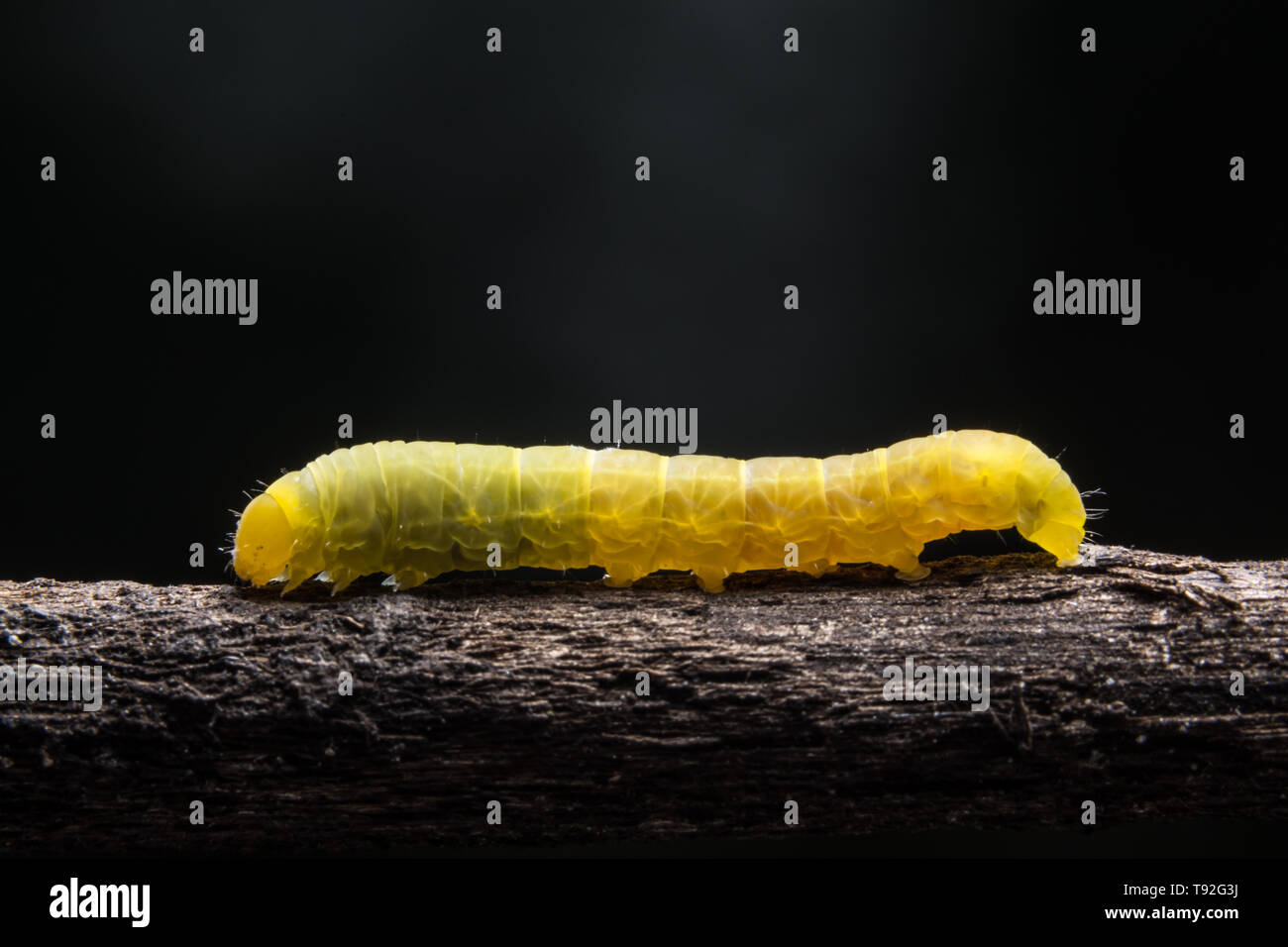 Macro Worm on a Branch Stock Photo - Alamy