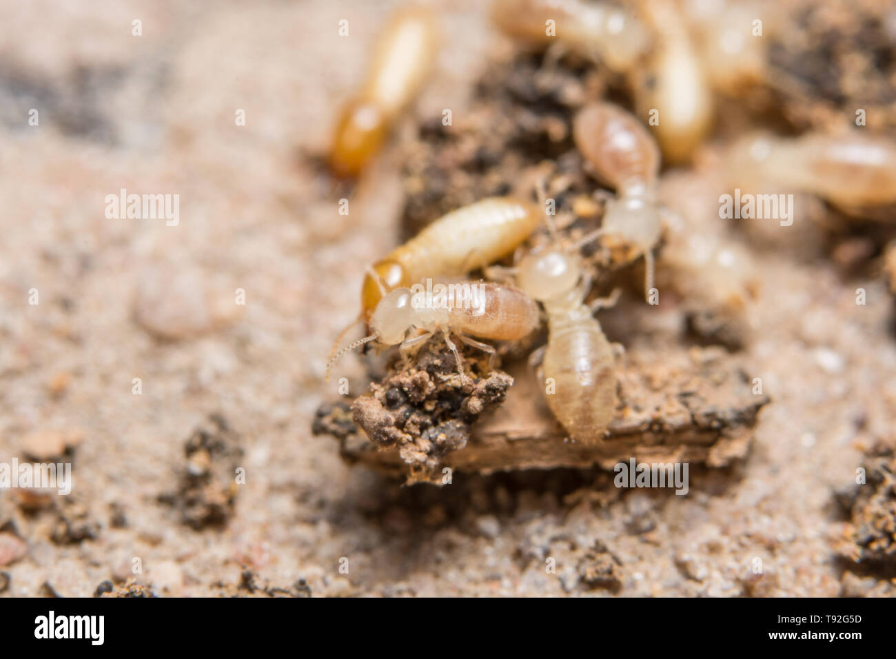 Macro termites are feeding Stock Photo - Alamy