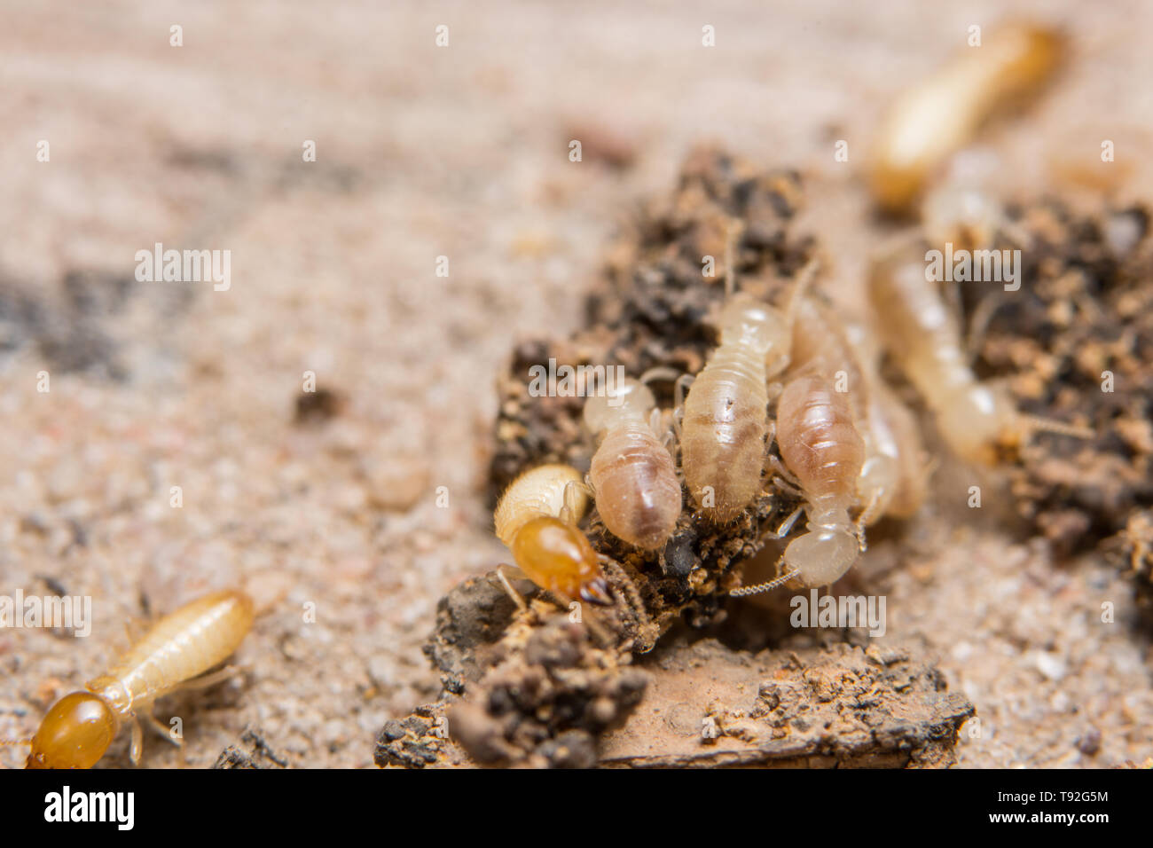 Macro termites are feeding Stock Photo - Alamy