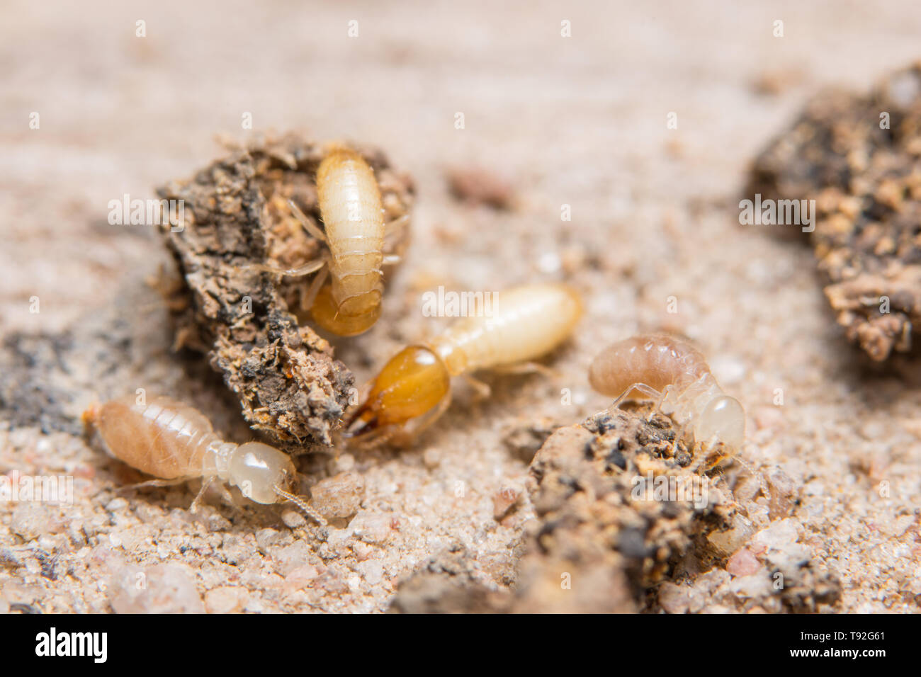 Macro termites are feeding Stock Photo - Alamy