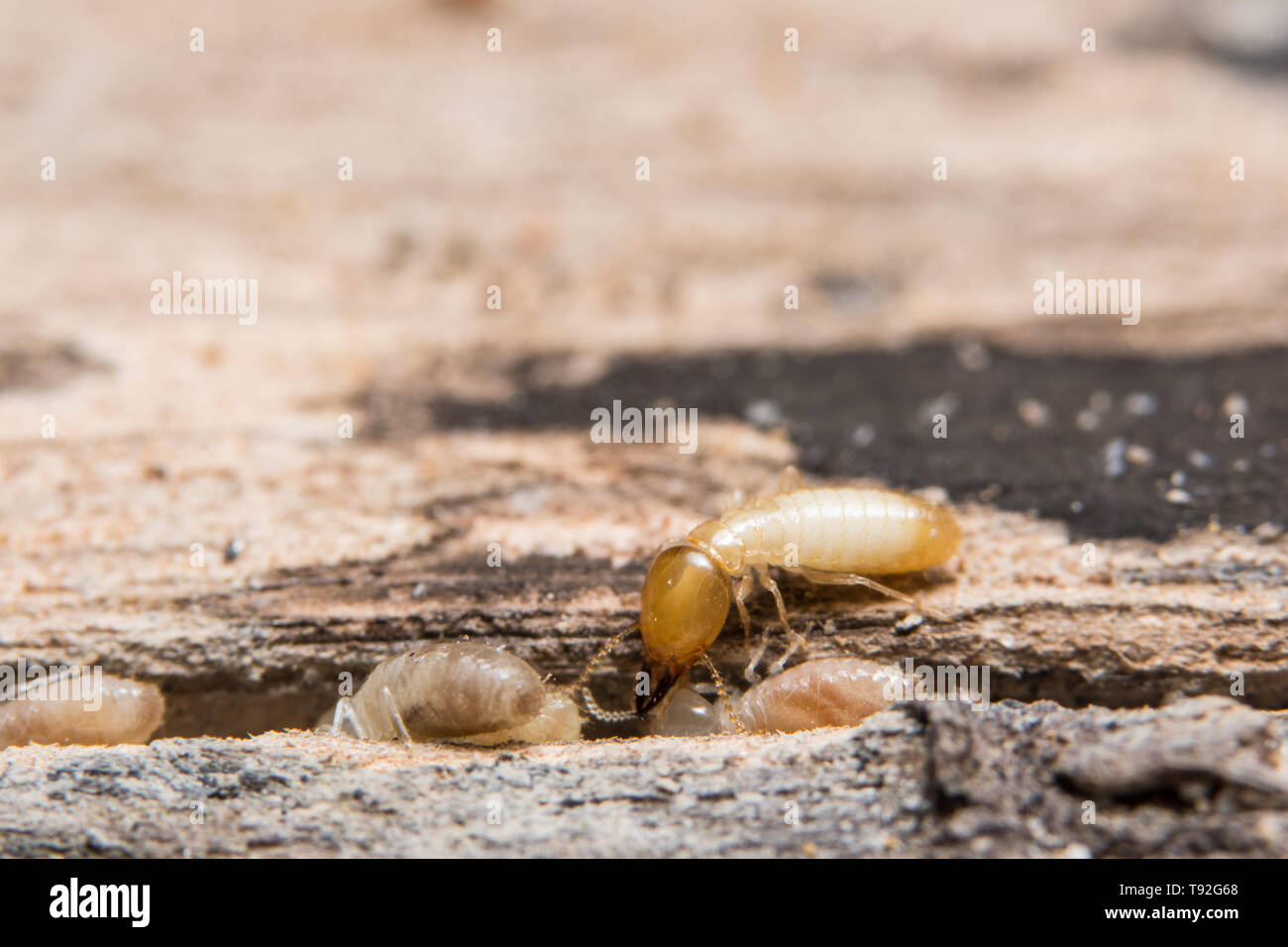 Macro termites are feeding Stock Photo - Alamy