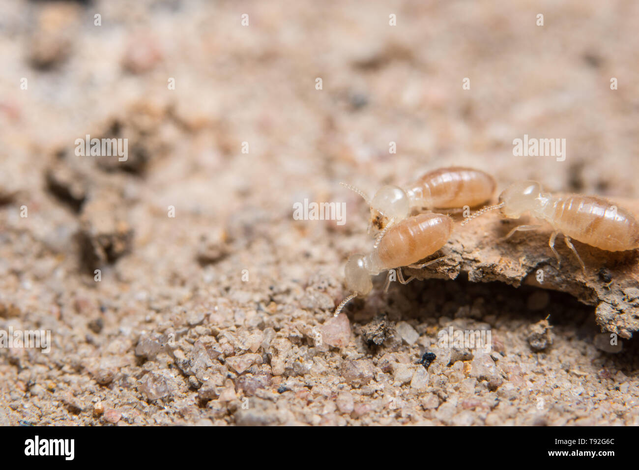 Macro termites are feeding Stock Photo - Alamy