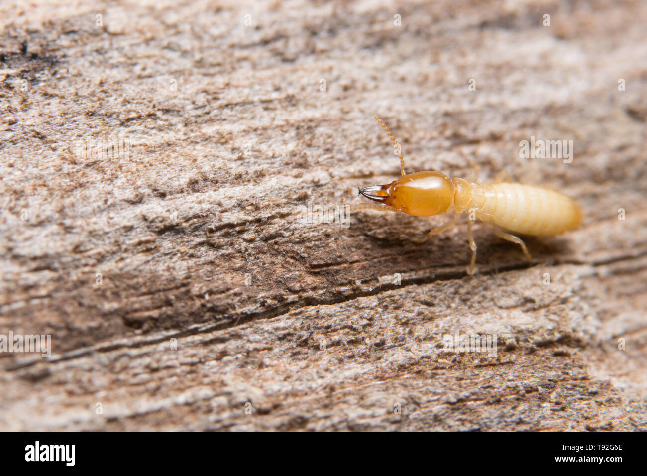 Macro termites are feeding Stock Photo - Alamy