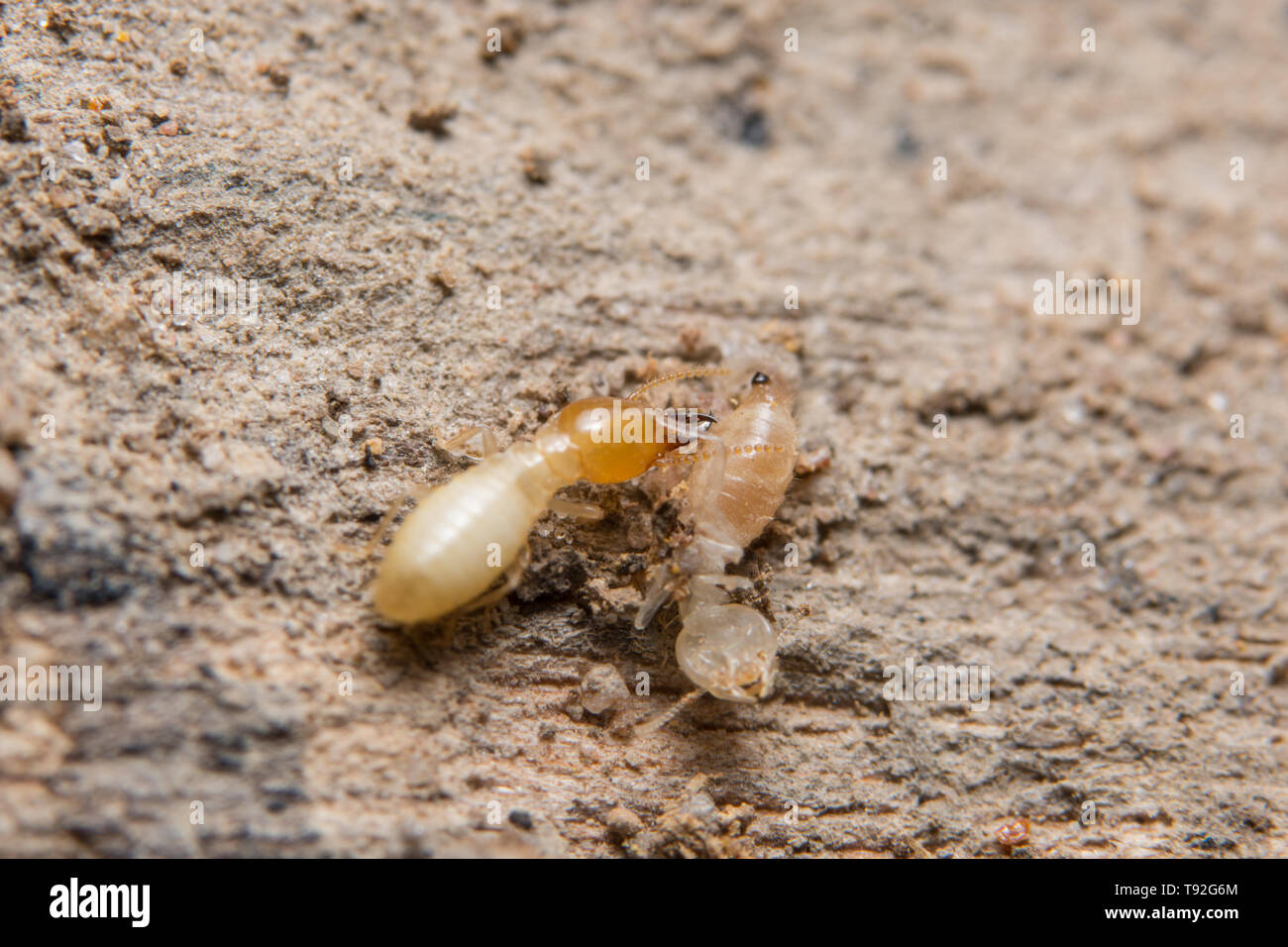 Macro termites are feeding Stock Photo - Alamy