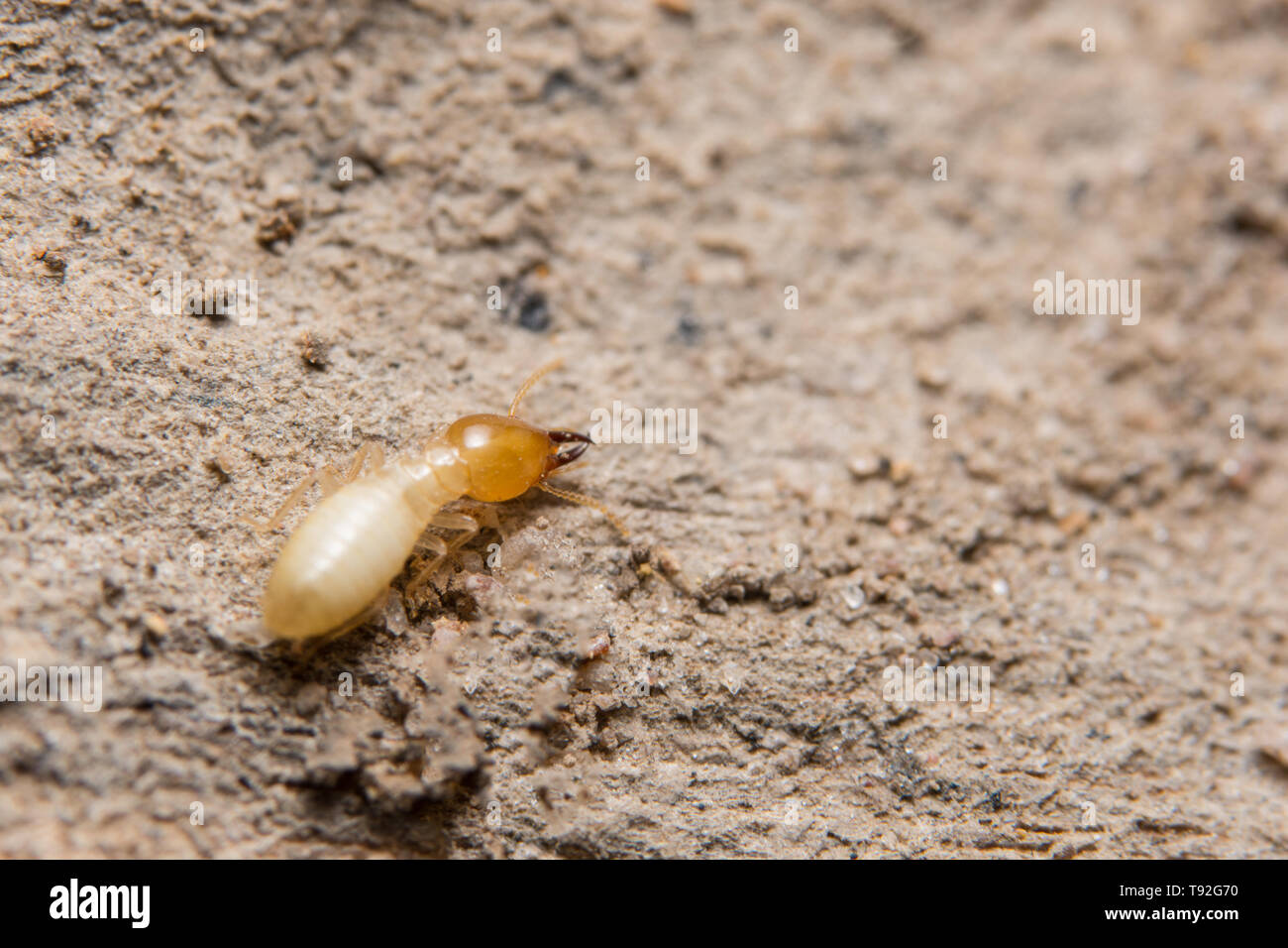 Macro termites are feeding Stock Photo - Alamy