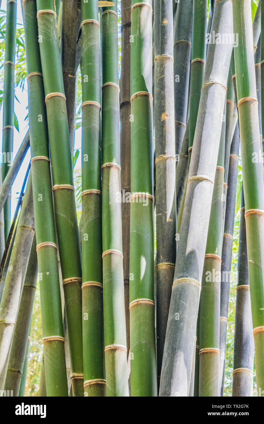 Bamboo cylinder hi-res stock photography and images - Alamy