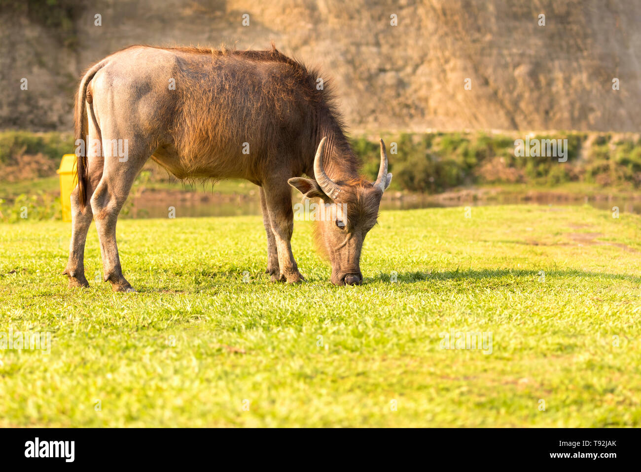 Buffalo eating grass in field lakeside Pokhara Nepal Stock Photo - Alamy
