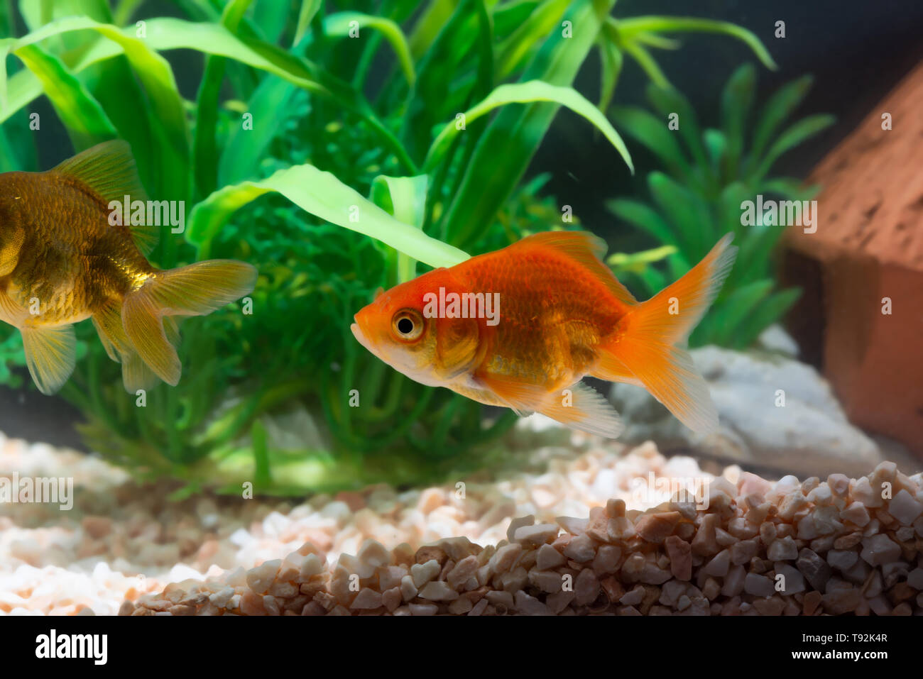 Gold fish or goldfish floating swimming underwater in fresh aquarium ...