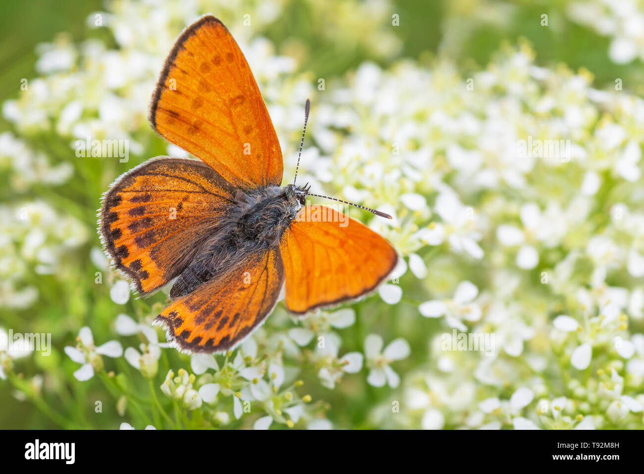 lesser fiery copper butterfly sitting on white flowers Stock Photo - Alamy