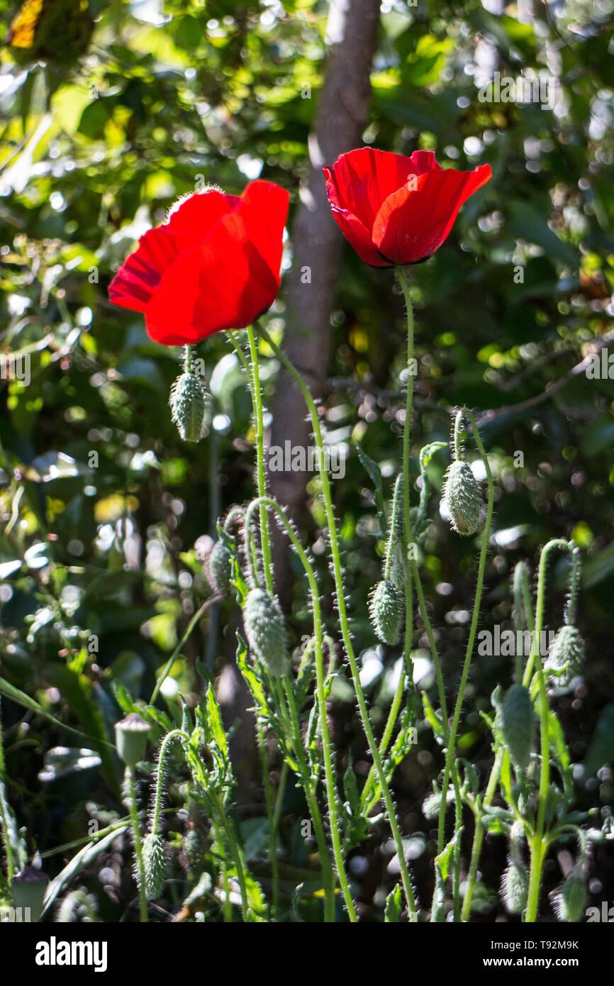 Poppy red close up hi-res stock photography and images - Alamy