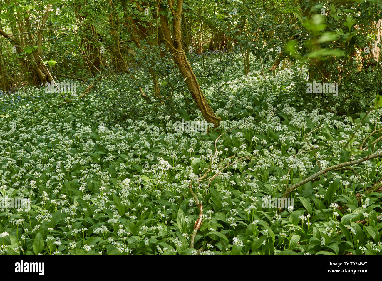 Wild garlic, ransoms in a spring woodland landscape, England, United ...
