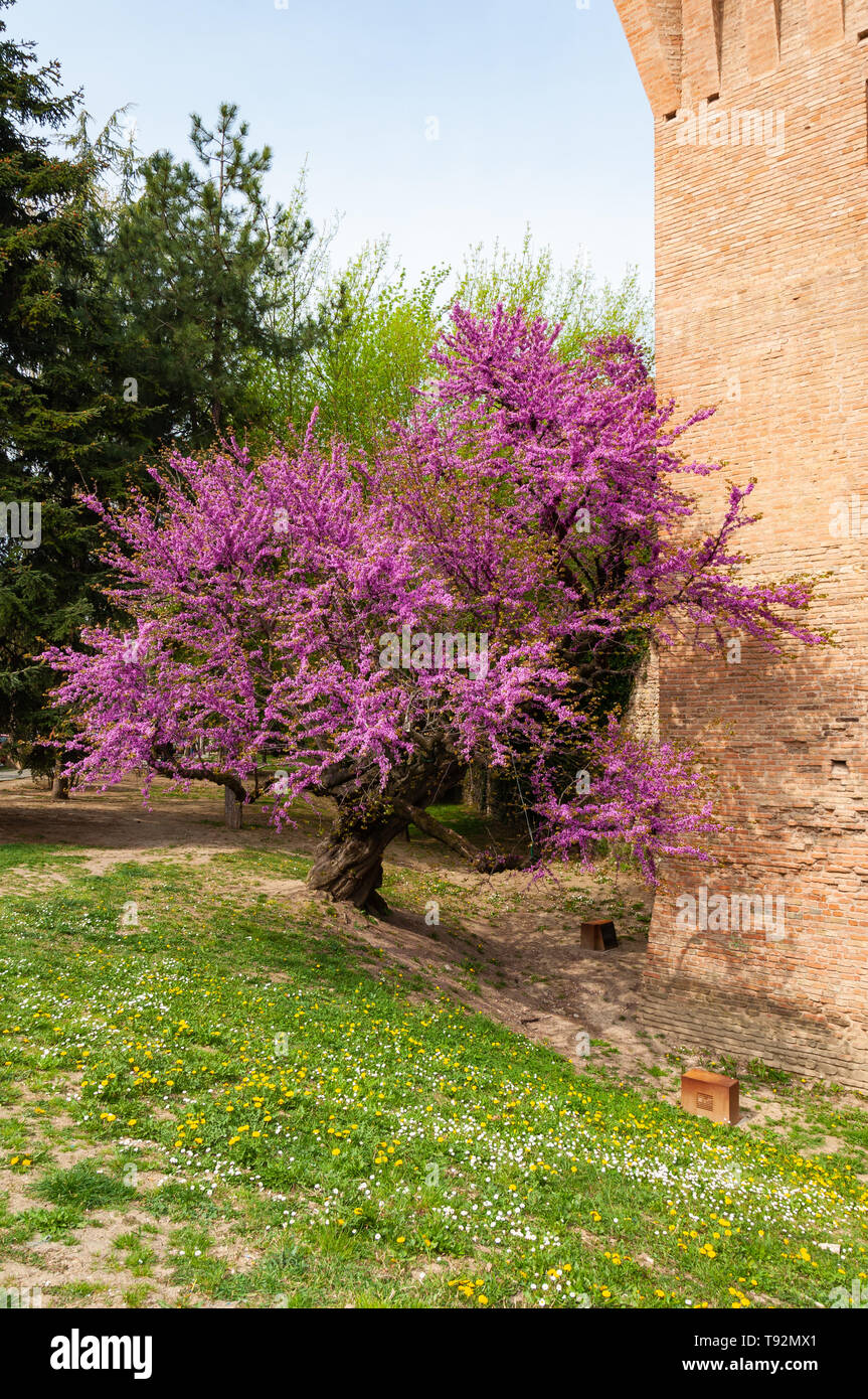 Typical ancient castle in Italy whit gardens and Mediterranean plants ...