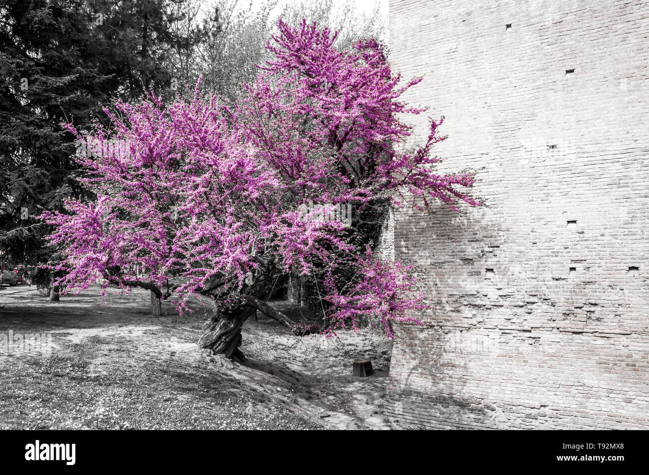 Secular plants hi-res stock photography and images - Alamy