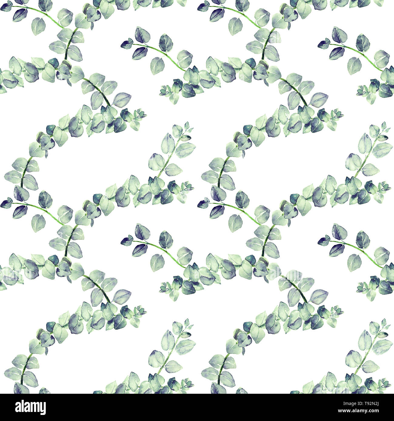 Blue Eucalyptus tetragona branches with green-blue leaves, hand painted ...